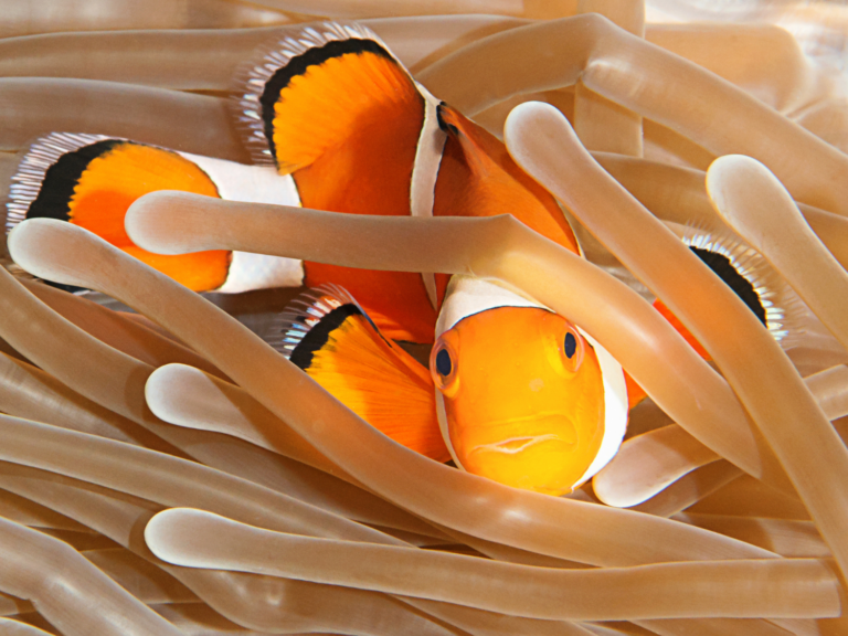 Kumpulan Gambar Ikan Nemo Paling Bagus dan Terlengkap - Blog Pengajar Tekno