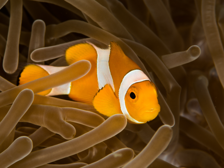 Kumpulan Gambar Ikan Nemo Paling Bagus dan Terlengkap - Blog Pengajar Tekno