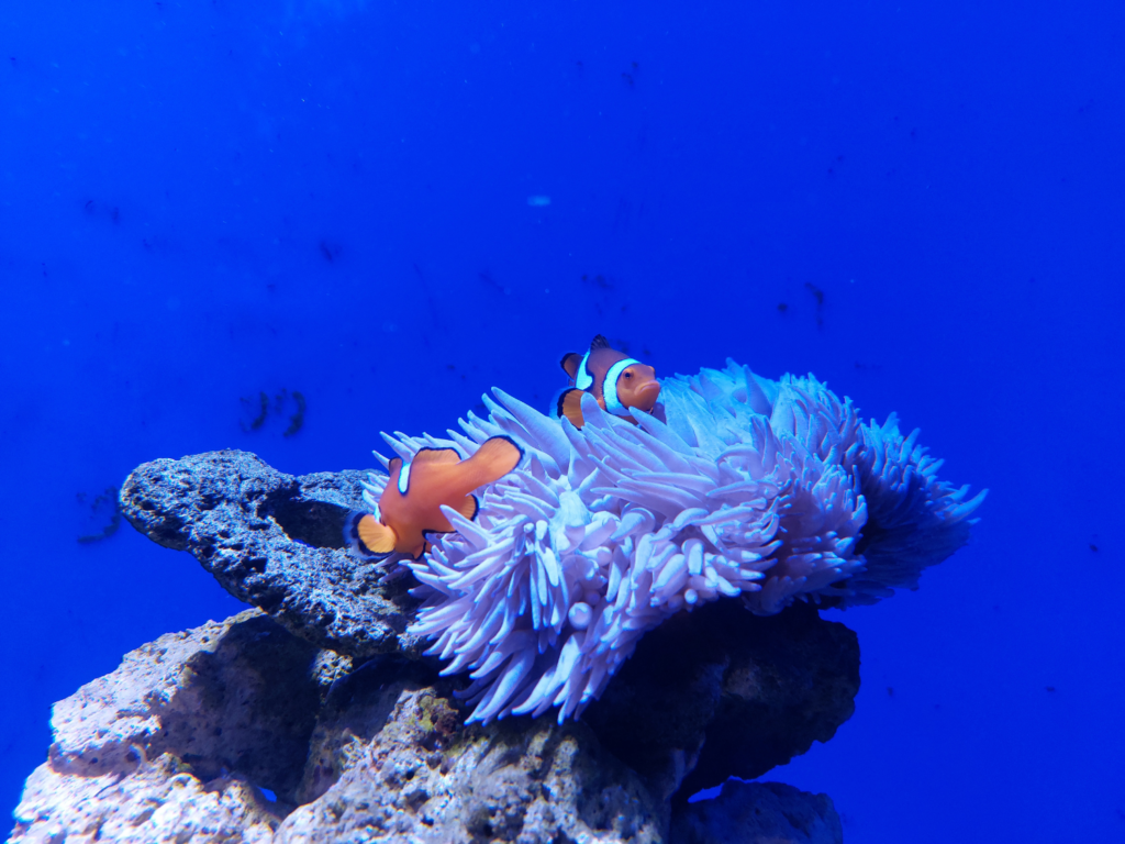 Kumpulan Gambar Ikan Nemo Paling Bagus dan Terlengkap - Blog Pengajar Tekno