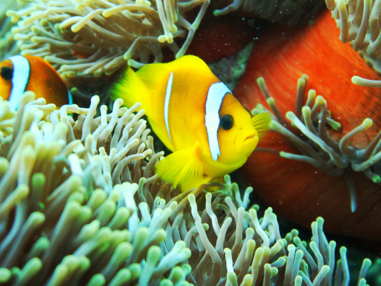 Kumpulan Gambar Ikan Nemo Paling Bagus dan Terlengkap - Blog Pengajar Tekno