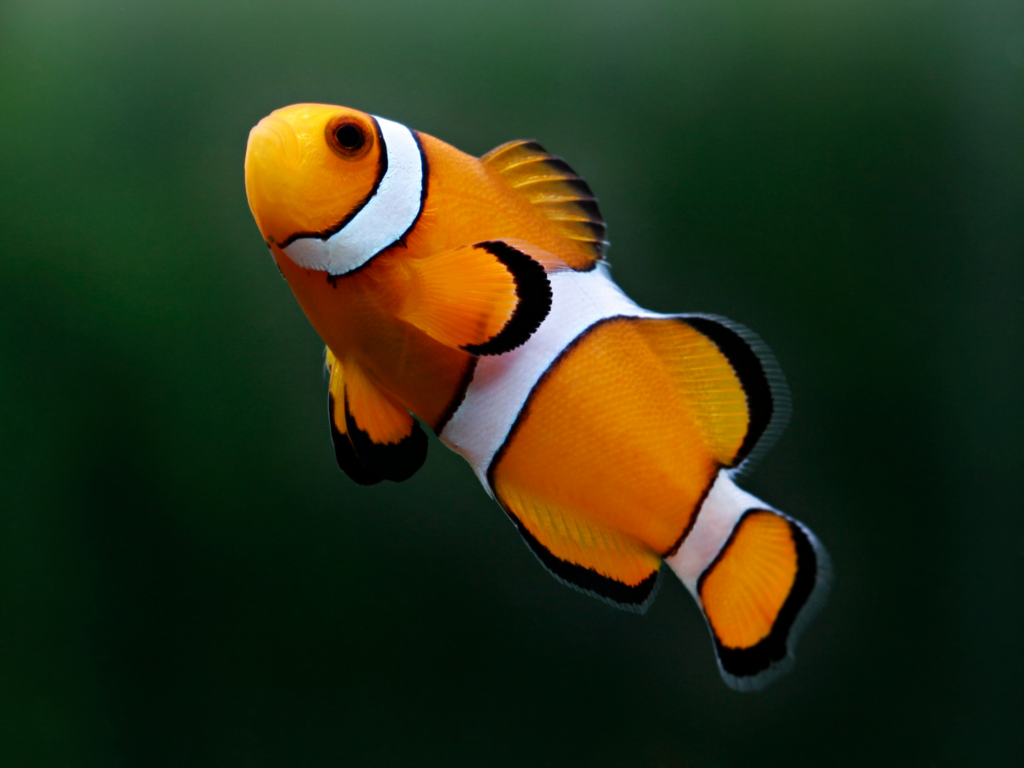 Kumpulan Gambar Ikan Nemo Paling Bagus dan Terlengkap - Blog Pengajar Tekno