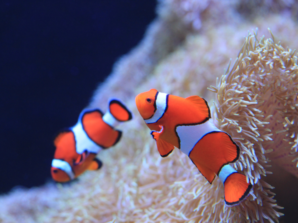 Kumpulan Gambar Ikan Nemo Paling Bagus dan Terlengkap - Blog Pengajar Tekno