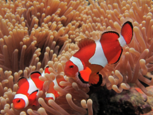 Kumpulan Gambar Ikan Nemo Paling Bagus dan Terlengkap - Blog Pengajar Tekno