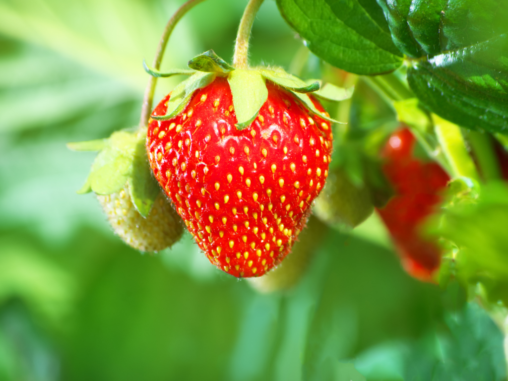 Kumpulan Gambar Strawberry Terbagus dan Terlengkap - Blog Pengajar Tekno