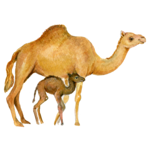 Kumpulan Gambar Unta Kartun Paling Bagus dan Terlengkap - Blog Pengajar ...