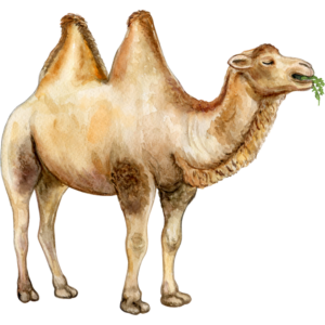 Kumpulan Gambar Unta Kartun Paling Bagus dan Terlengkap - Blog Pengajar ...