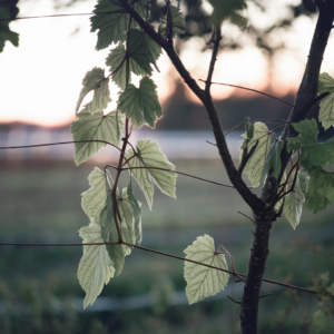 Gambar Anggur - Blog Pengajar Tekno