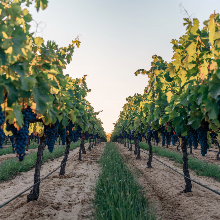 Gambar Anggur - Blog Pengajar Tekno