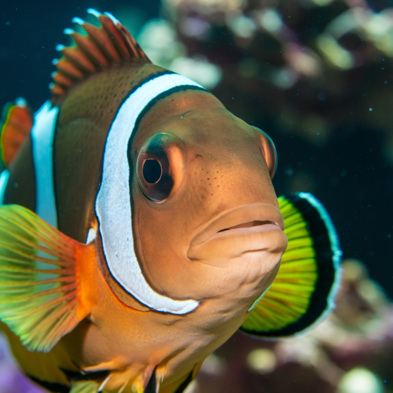 Gambar Kartun Ikan nemo - Blog Pengajar Tekno