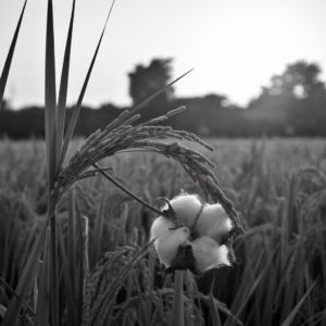 Gambar Padi dan Kapas Hitam Putih - Blog Pengajar Tekno